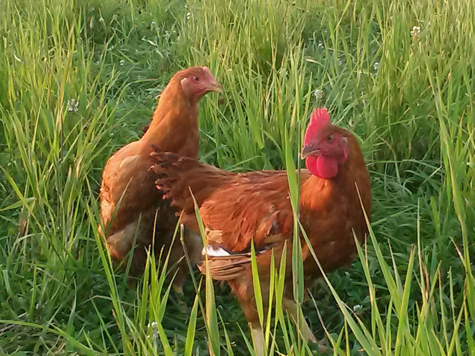 Auntie Annie's Fields, LLC – A small family farm raising chickens and ...