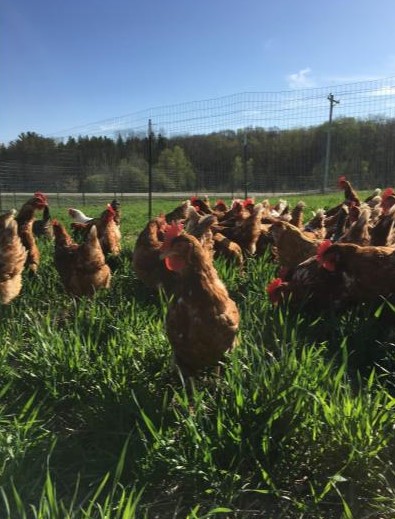 Virtual farm tours – Auntie Annie's Fields, LLC